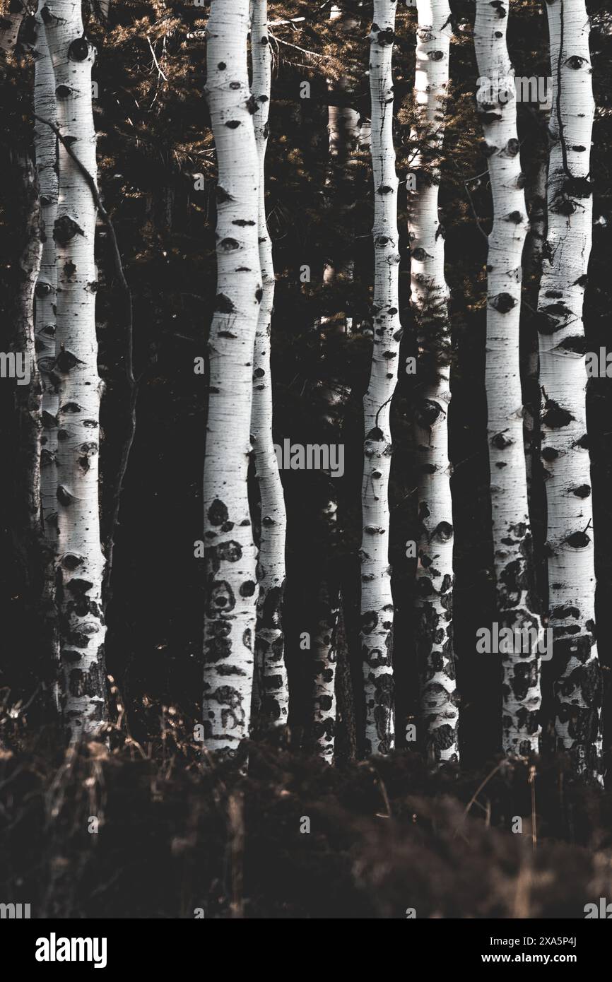 Vertical shot trees swaying hi-res stock photography and images - Alamy