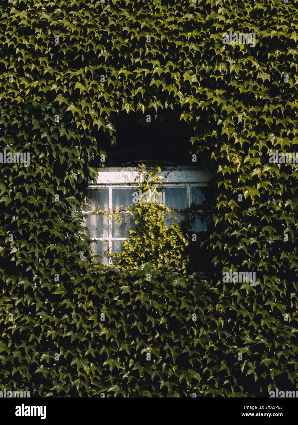 Lush green vegetation thriving hi-res stock photography and images - Alamy