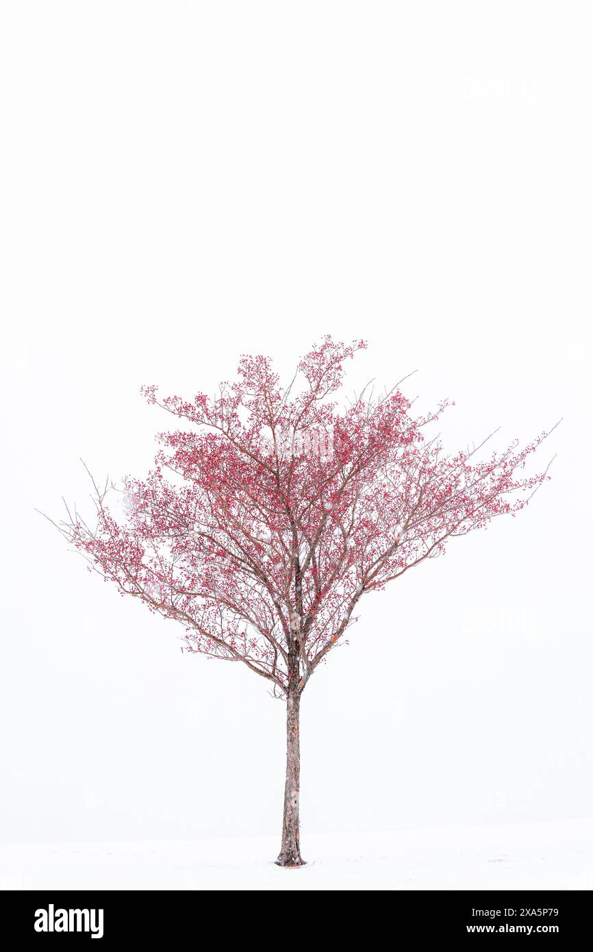 Blooming season foliage Cut Out Stock Images & Pictures - Alamy