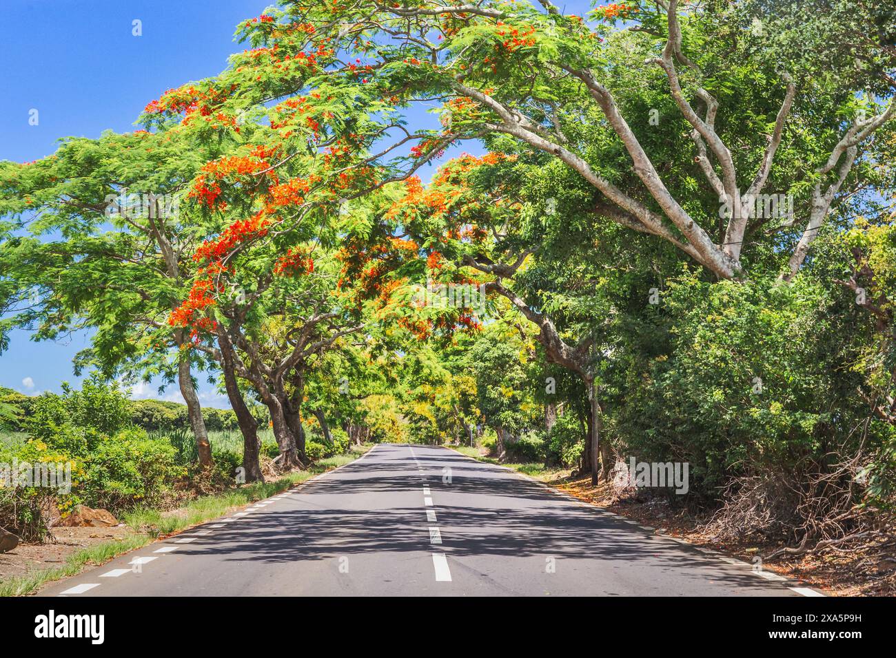 Exotic blooming tropical tree flamboyant with red flowers. Flame trees ...