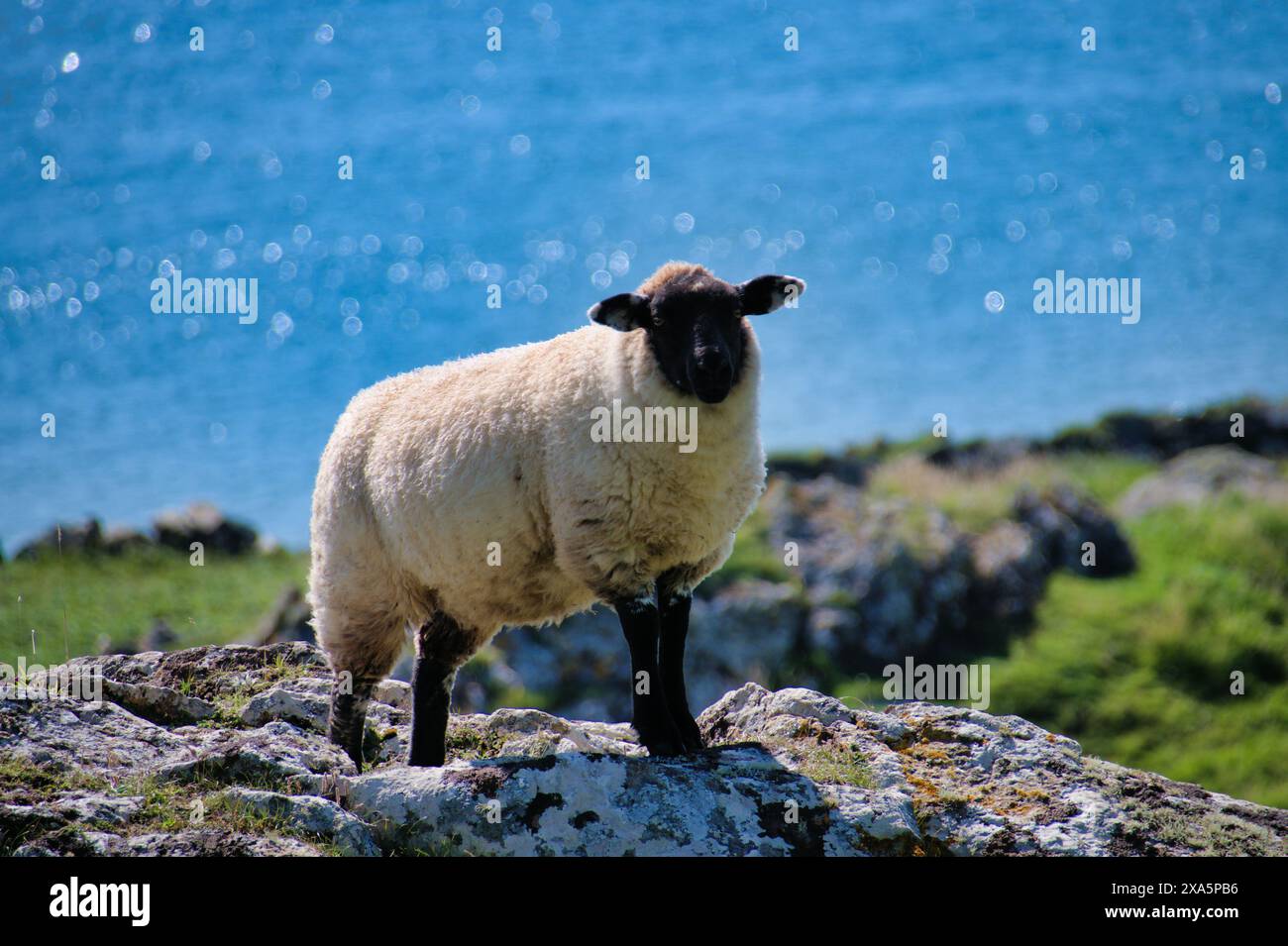 Sheep looking ocean view hi-res stock photography and images - Alamy