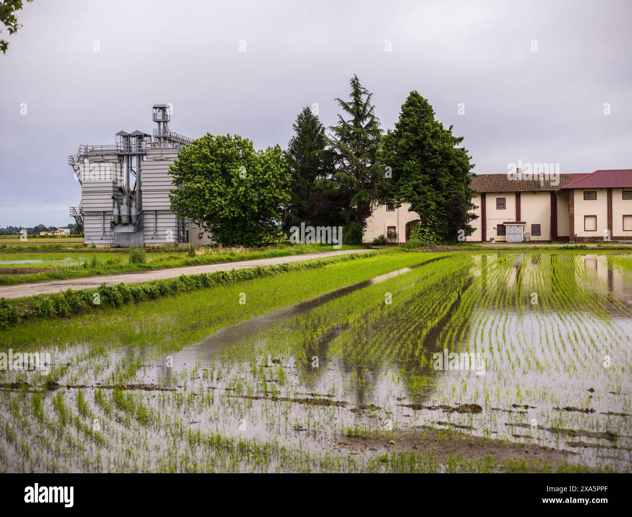 Quinto Vercellese, Piedmont, Italy - May 31, 2024: Paddy field. In the ...