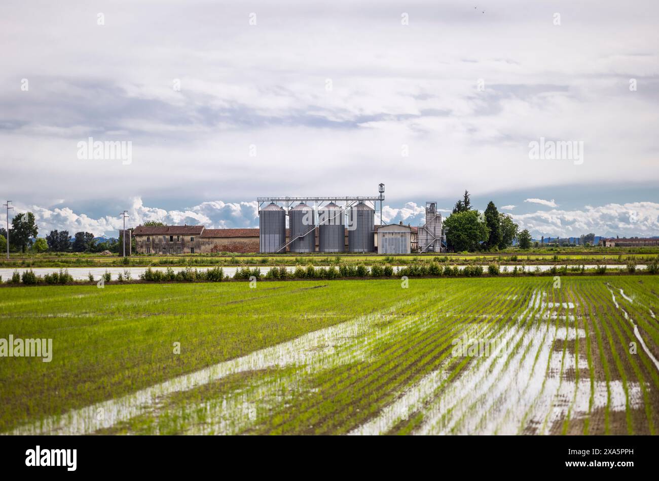 Quinto Vercellese, Piedmont, Italy - May 31, 2024: Paddy field. In the ...