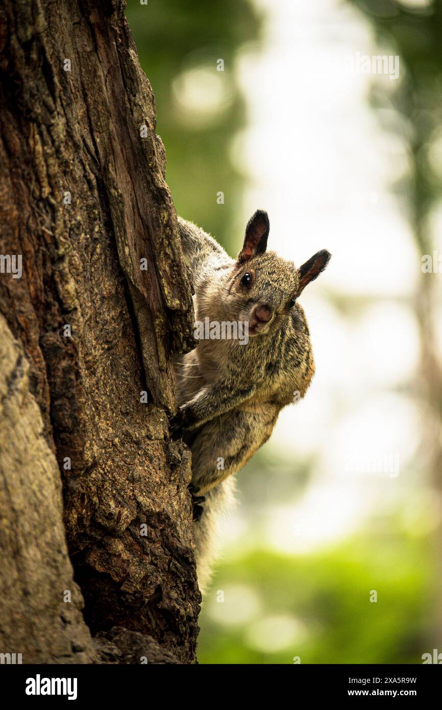 Ardillas en arboles hi-res stock photography and images - Alamy