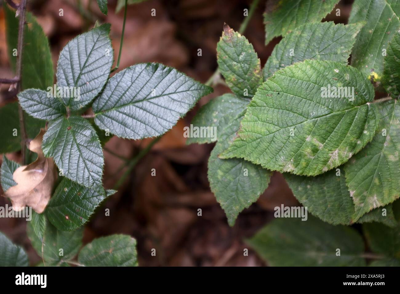 Close up nature view of green leaves of a tree Stock Photo - Alamy