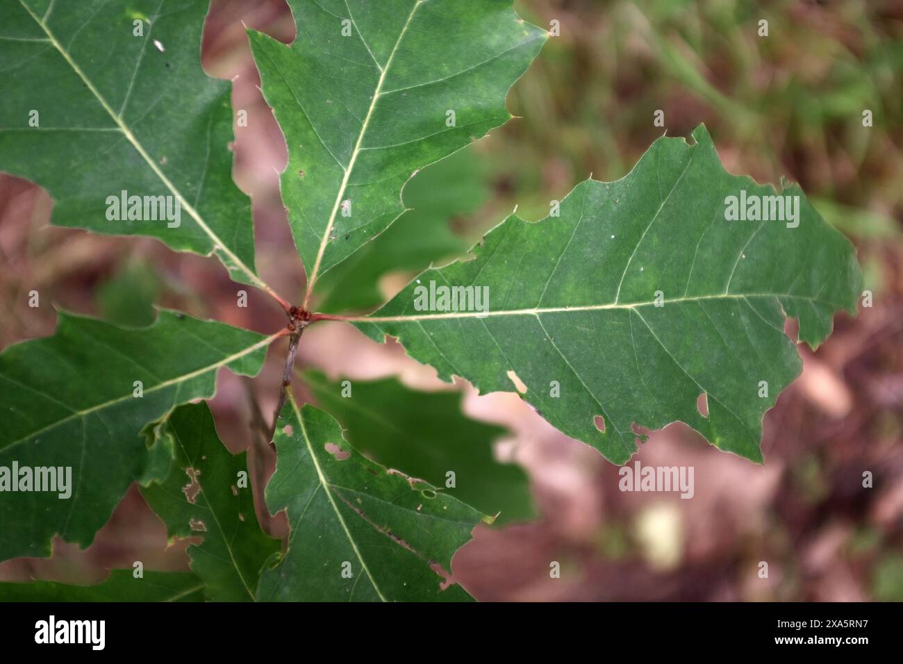 Close up nature view of green leaves of a tree Stock Photo - Alamy