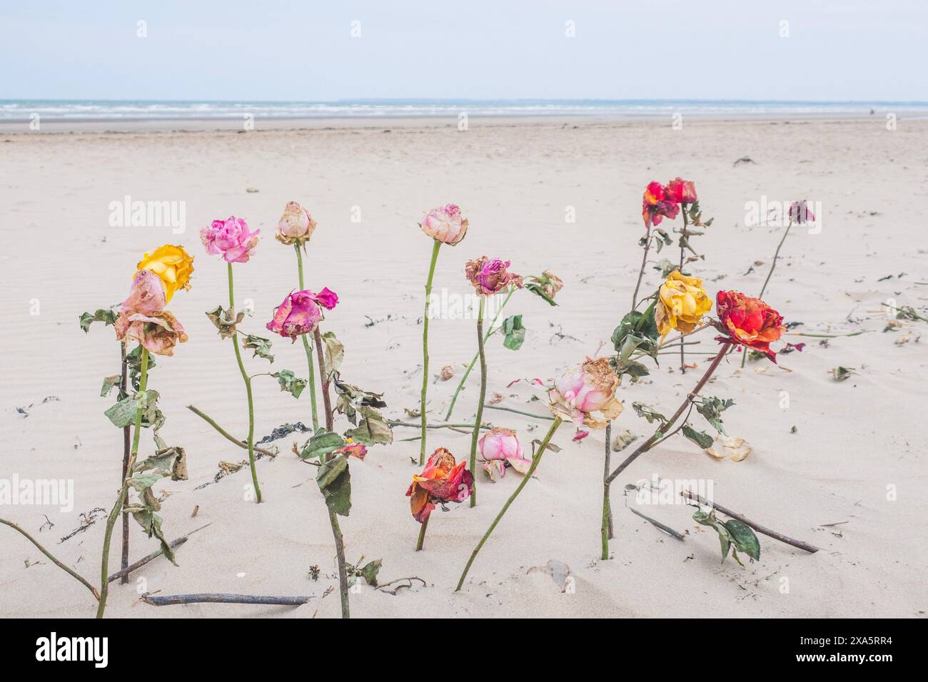 Bouquet roses on sand beach hi-res stock photography and images - Alamy