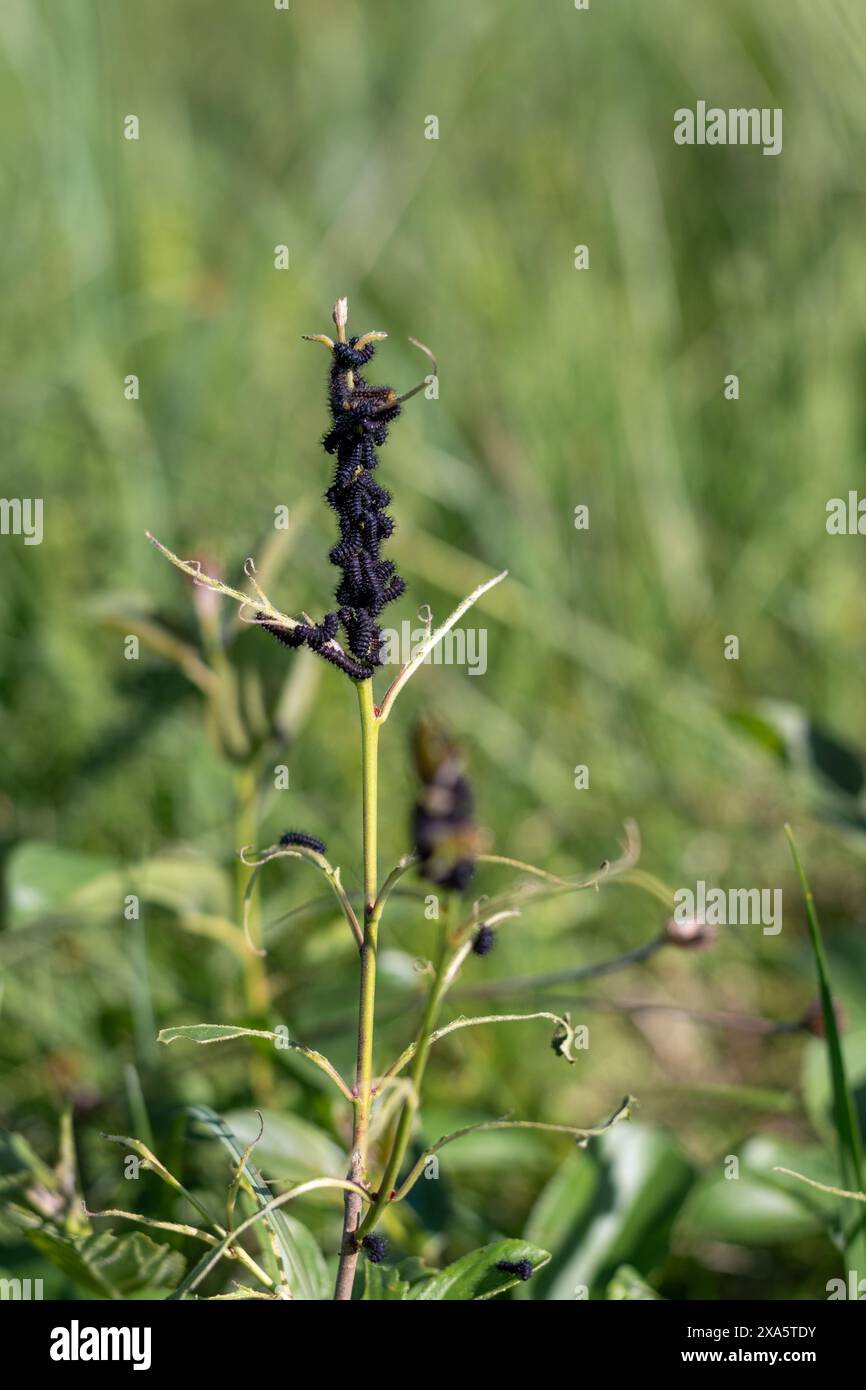 Saturnia pyri. Peacock butterfly, Inachis io, Caterpillar, larvae on ...