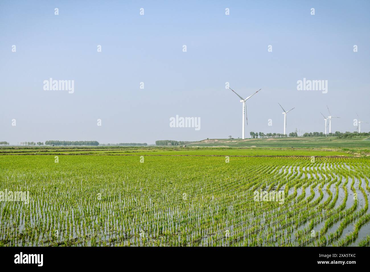 The wind turbines in the distance above a water-filled rice field Stock ...