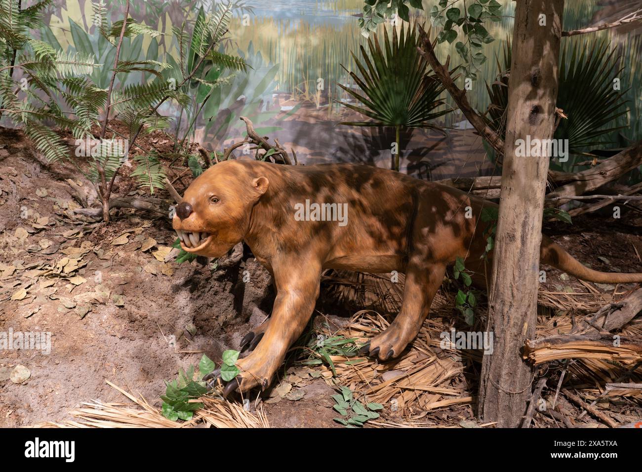 A life-sized model of an Stylinodon mirus, an extinct mammal in the ...