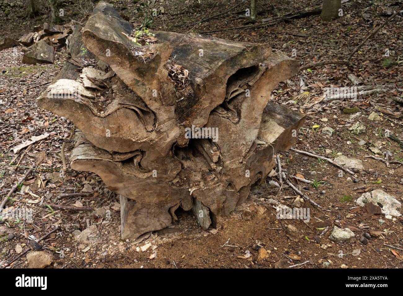 A cross section of a felled strangler fig tree with a hollow core, once ...
