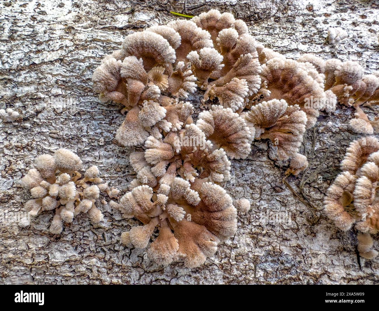 Nohoch cheen caves branch archeological reserve hi-res stock ...
