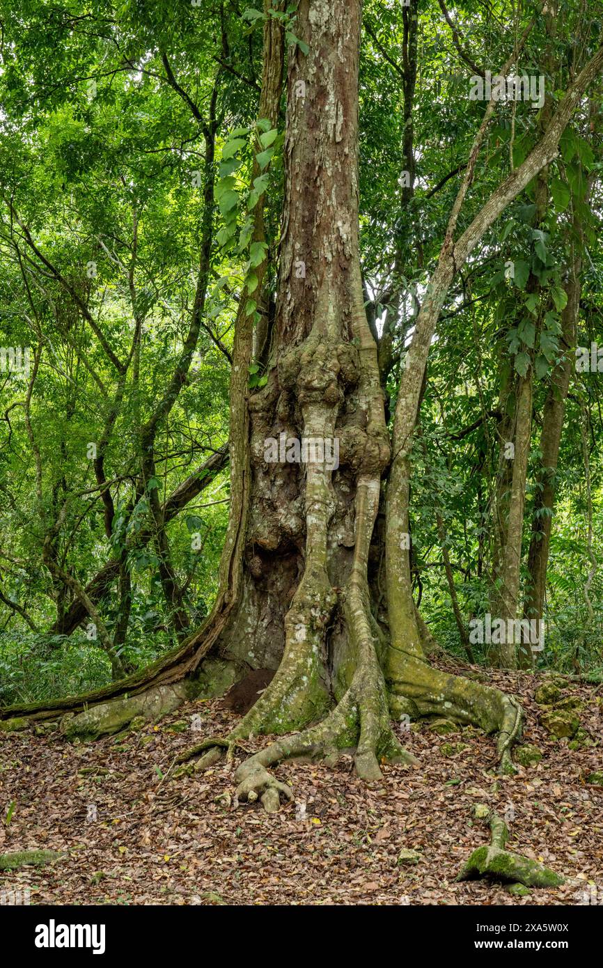 A strangler fig, Genus Ficus, in the rainforest of the Caracol ...