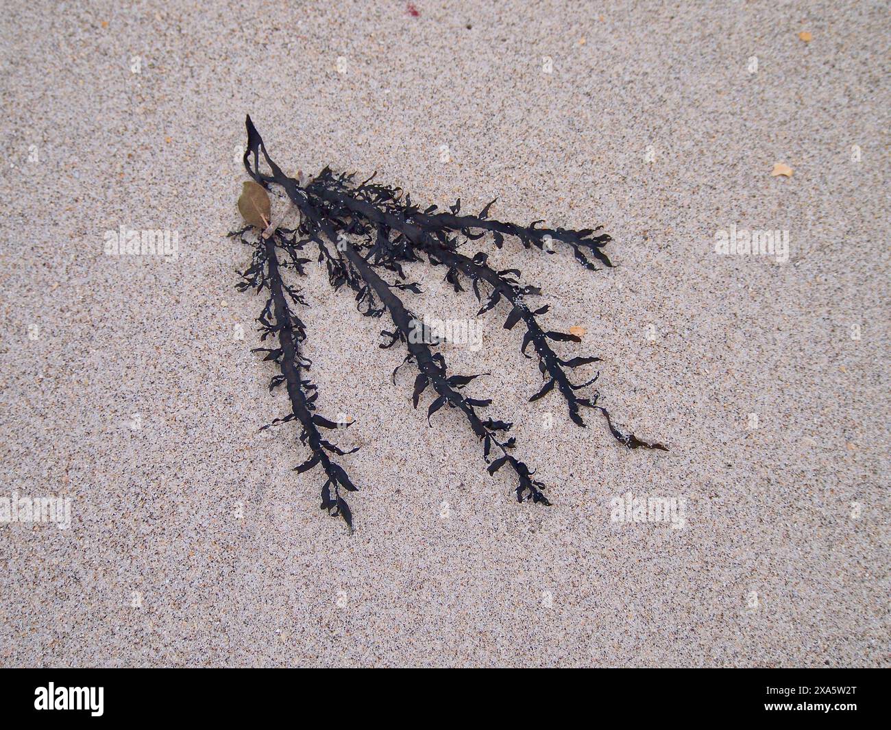 A dark, fragile seaweed plant rests on a light sandy shore Stock Photo ...