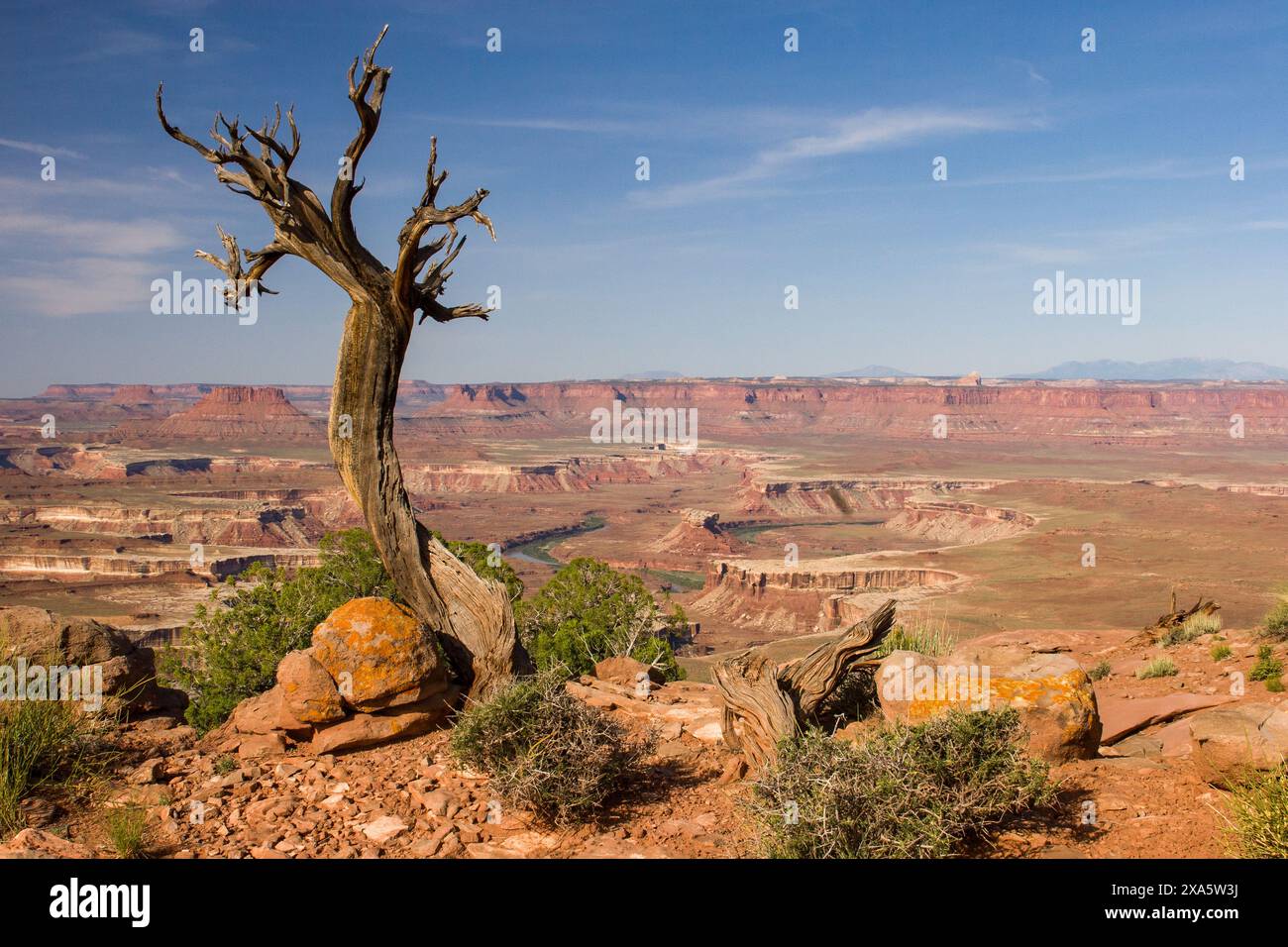 Twisted skeleton of a dead juniper tree at the Green River Overlook in ...