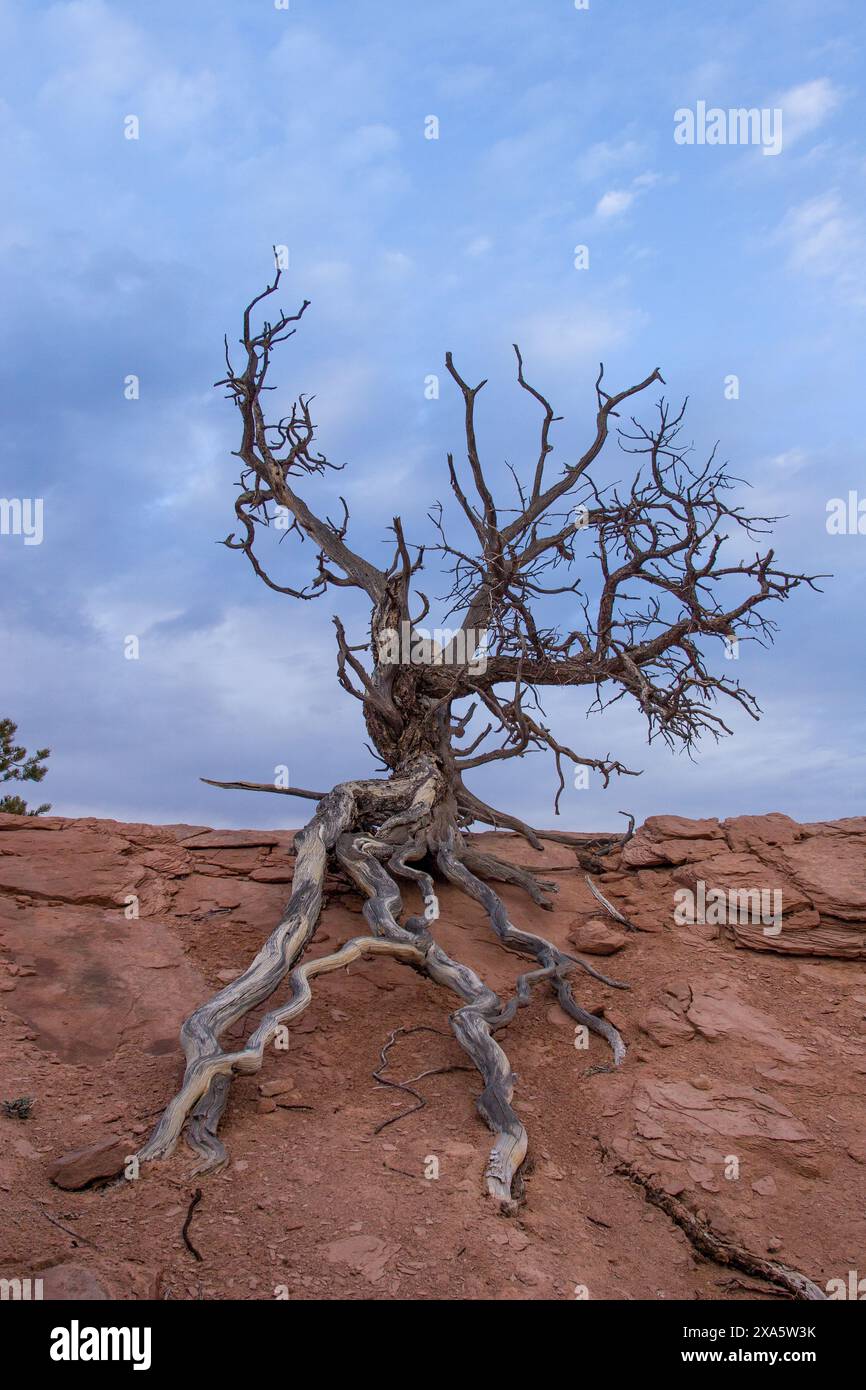 Pinyon pine skeleton hi-res stock photography and images - Alamy