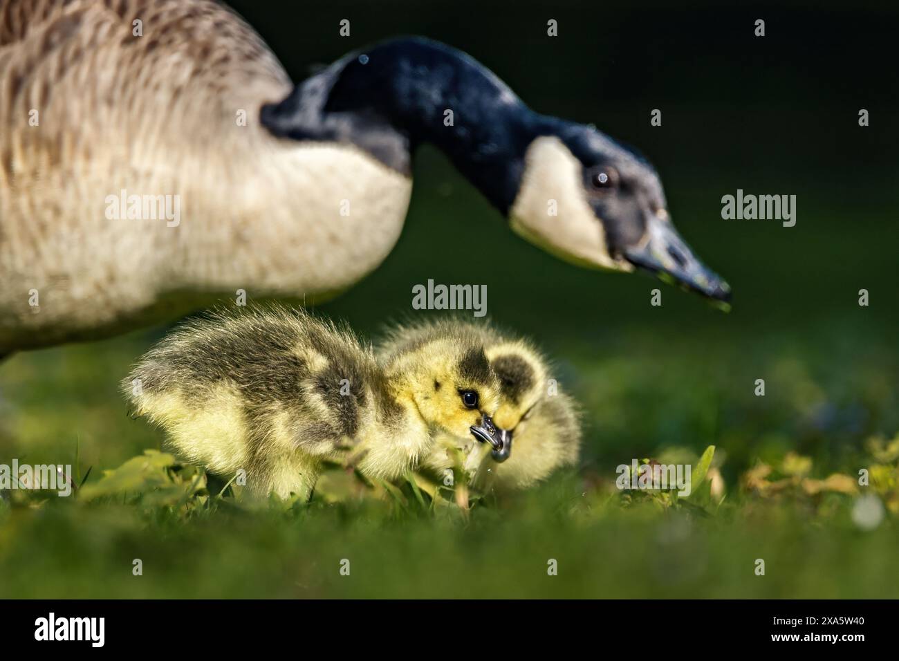 Bird and duckling standing together in grass Stock Photo - Alamy