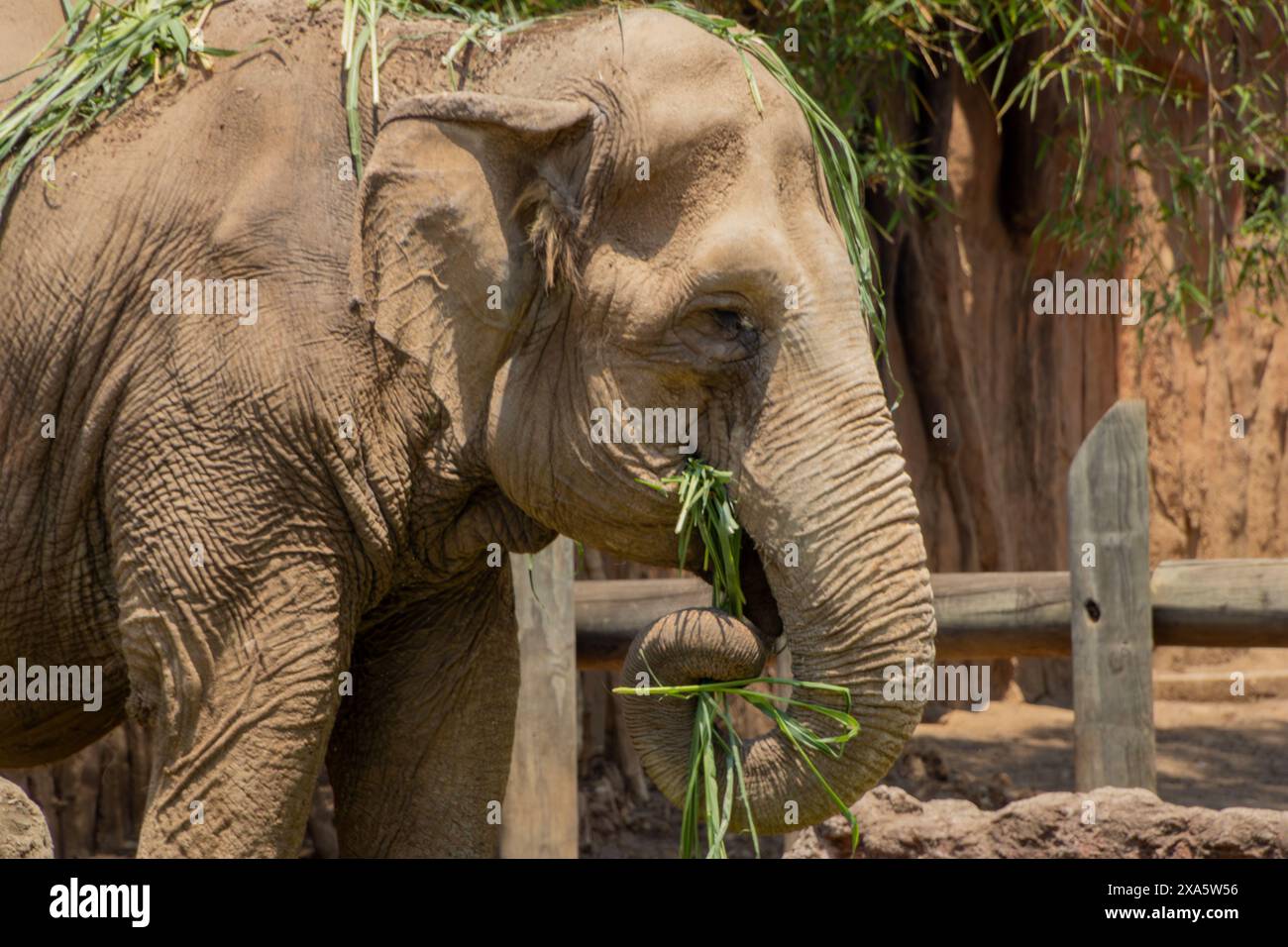 African elephant trunk feeding wildlife hi-res stock photography and ...