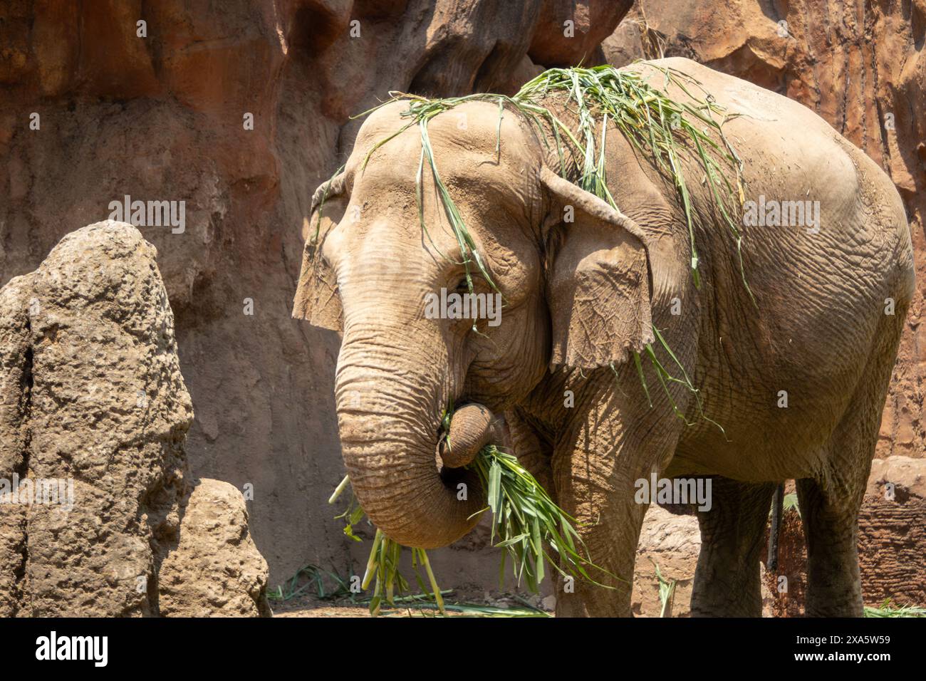 An elephant feeding in a zoo enclosure Stock Photo - Alamy