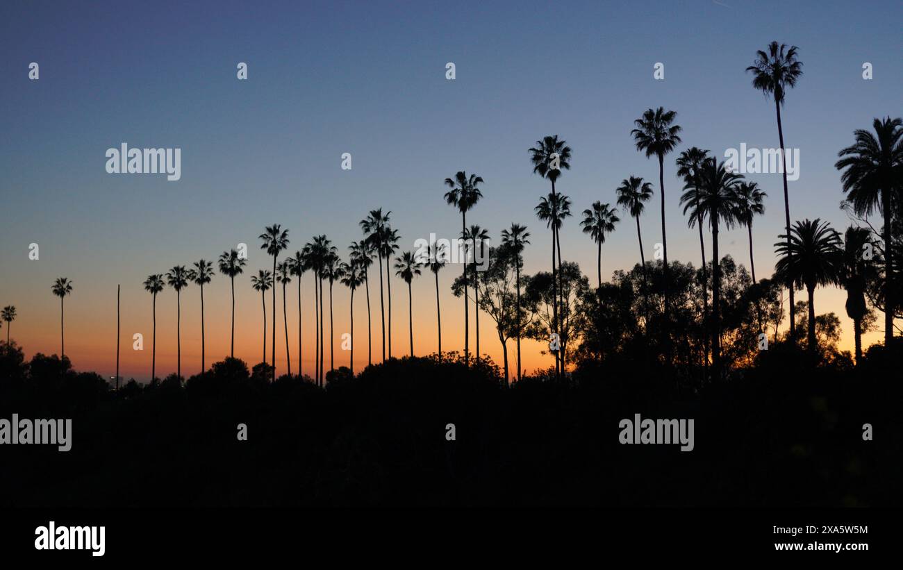 Palm trees silhouetted against a setting sun on the horizon Stock Photo ...