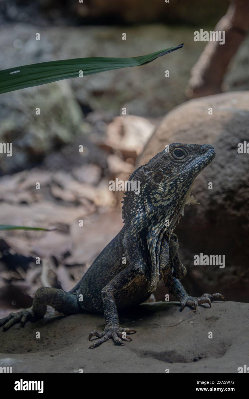 A Chlamydosaurus kingii lizard on rocks in the wild Stock Photo - Alamy