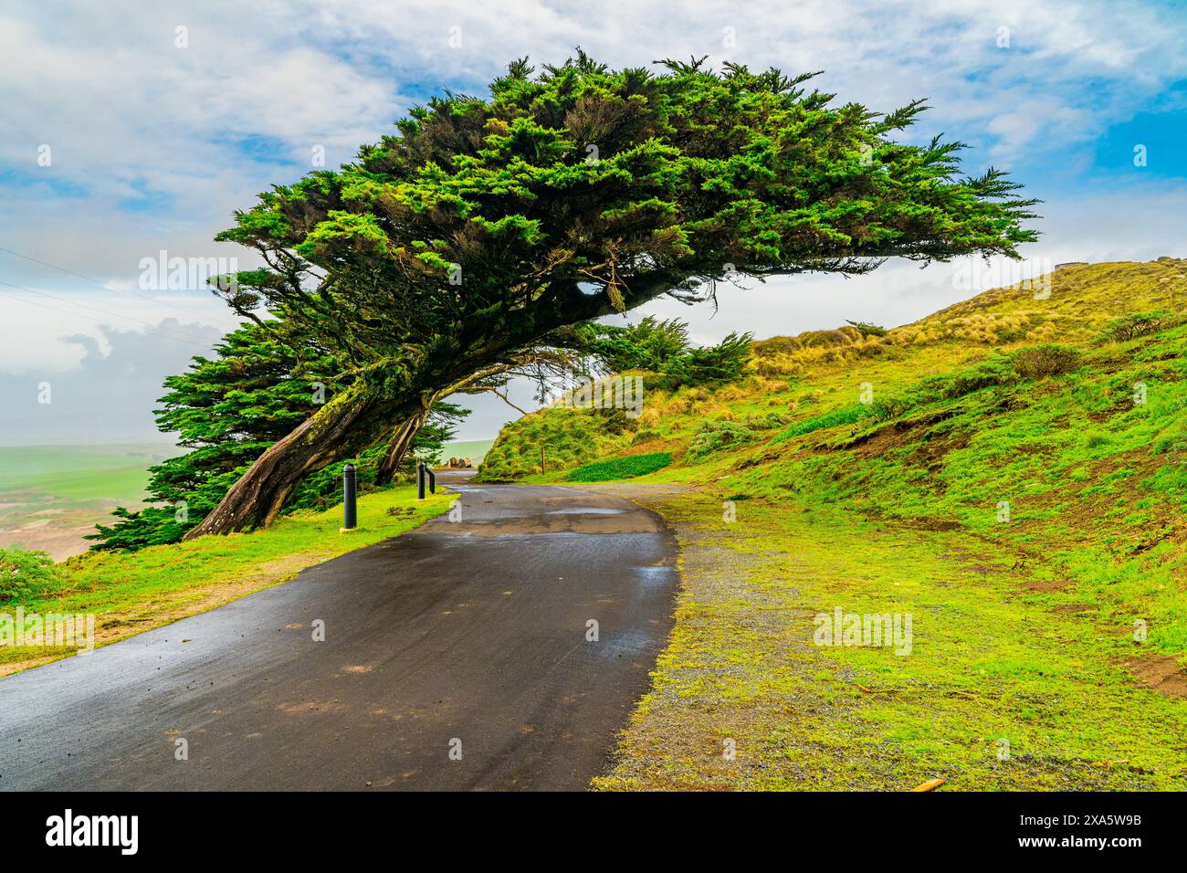 The windswept trees on a hill beside a rural road at Point Reyes ...