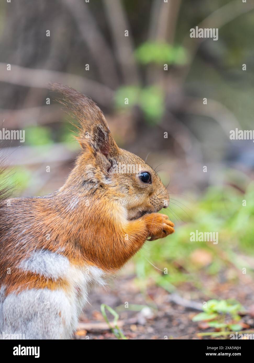 Squirrel eats a nut while sitting in green grass. Eurasian Red squirrel, Sciurus vulgaris ...