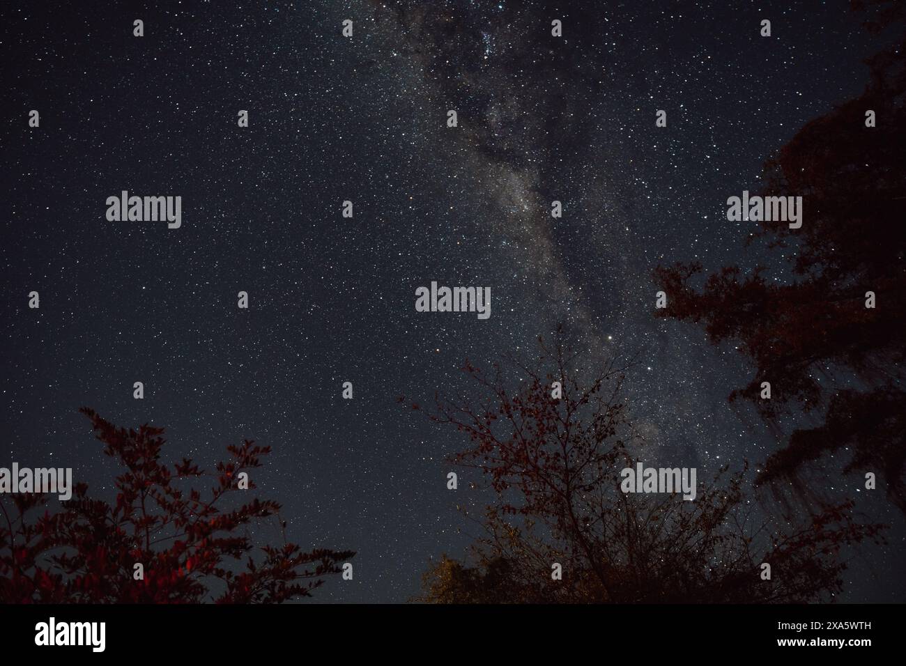 Night sky with scattered lights and trees Stock Photo - Alamy