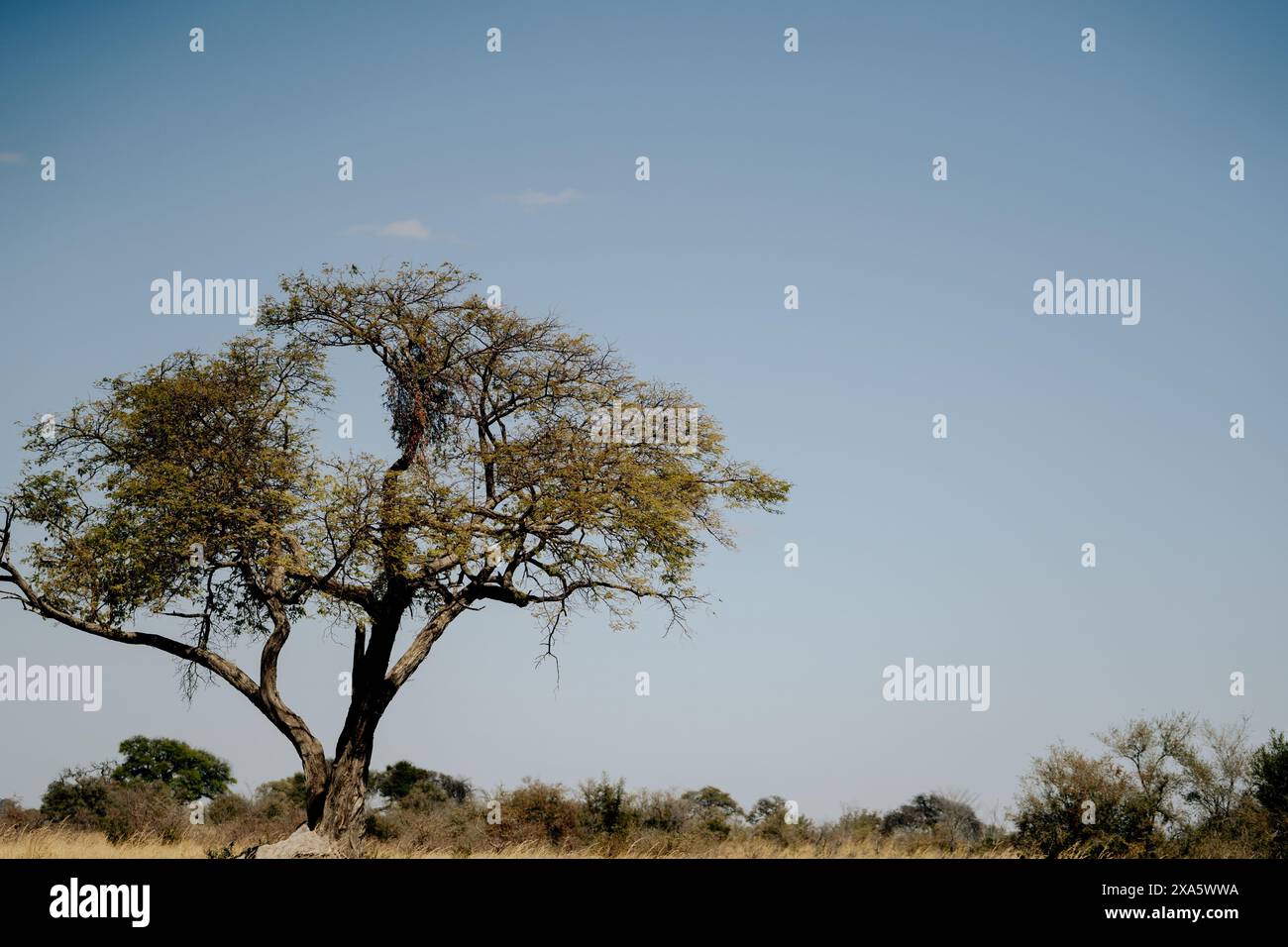 Massive tree hi-res stock photography and images - Alamy