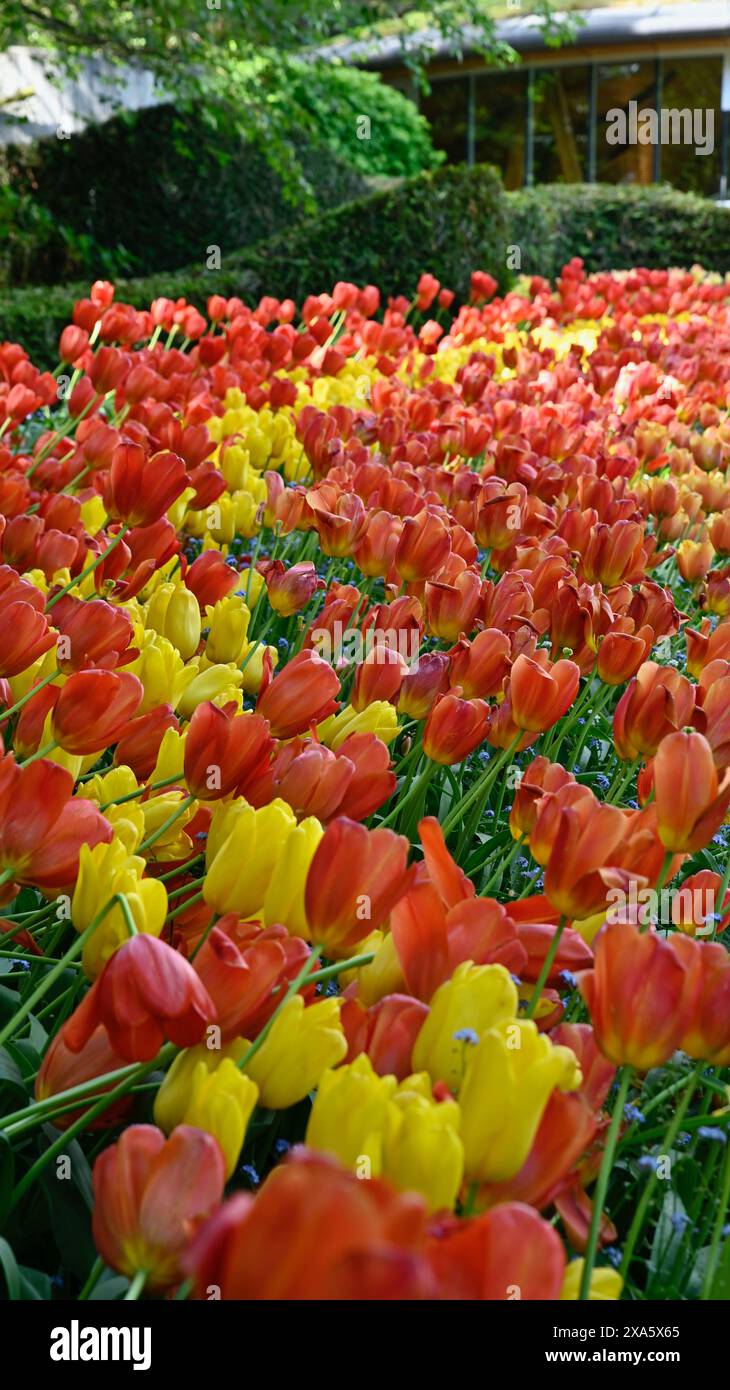 Spring flowering bulbs and plants, colourful tulips in mass plantings in gorgeous flowers ...
