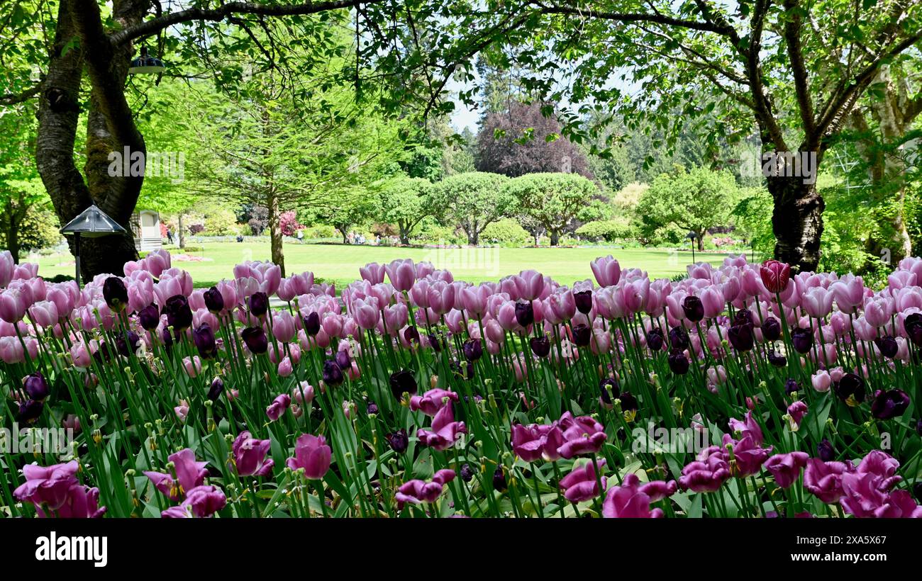 Spring flowering bulbs and plants, colourful tulips in mass plantings in gorgeous flowers ...