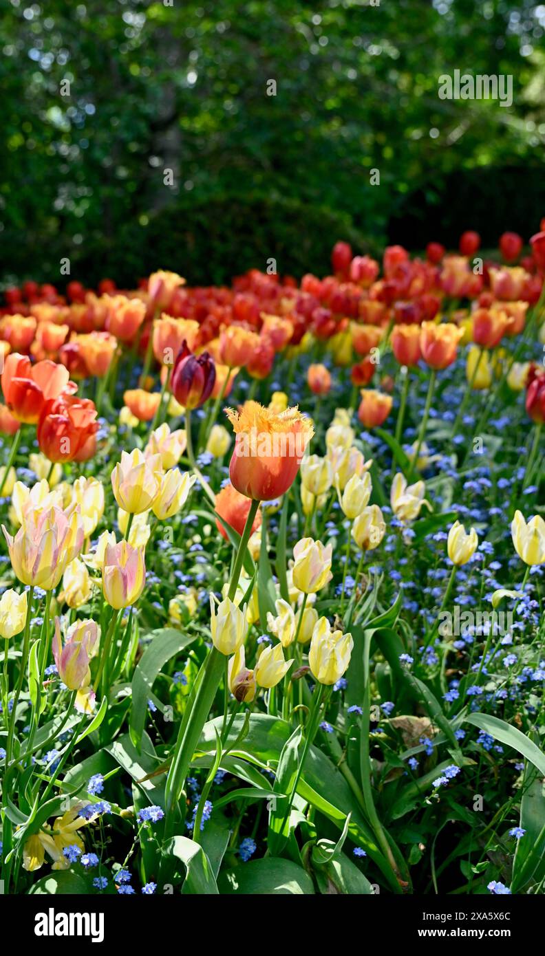 Spring flowering bulbs and plants, colourful tulips in mass plantings in gorgeous flowers ...