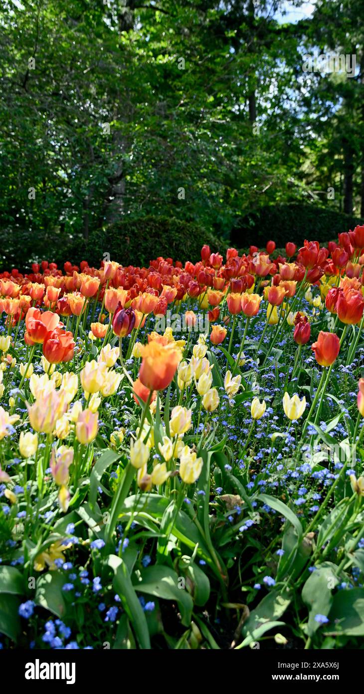 Spring flowering bulbs and plants, colourful tulips in mass plantings in gorgeous flowers ...