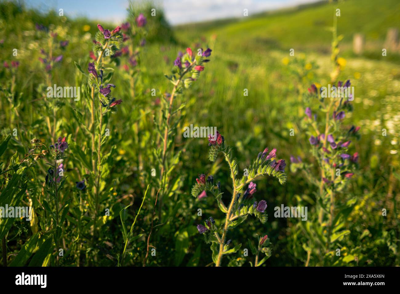The Echium Angustifolium flower, an iconic plant native to Israel ...