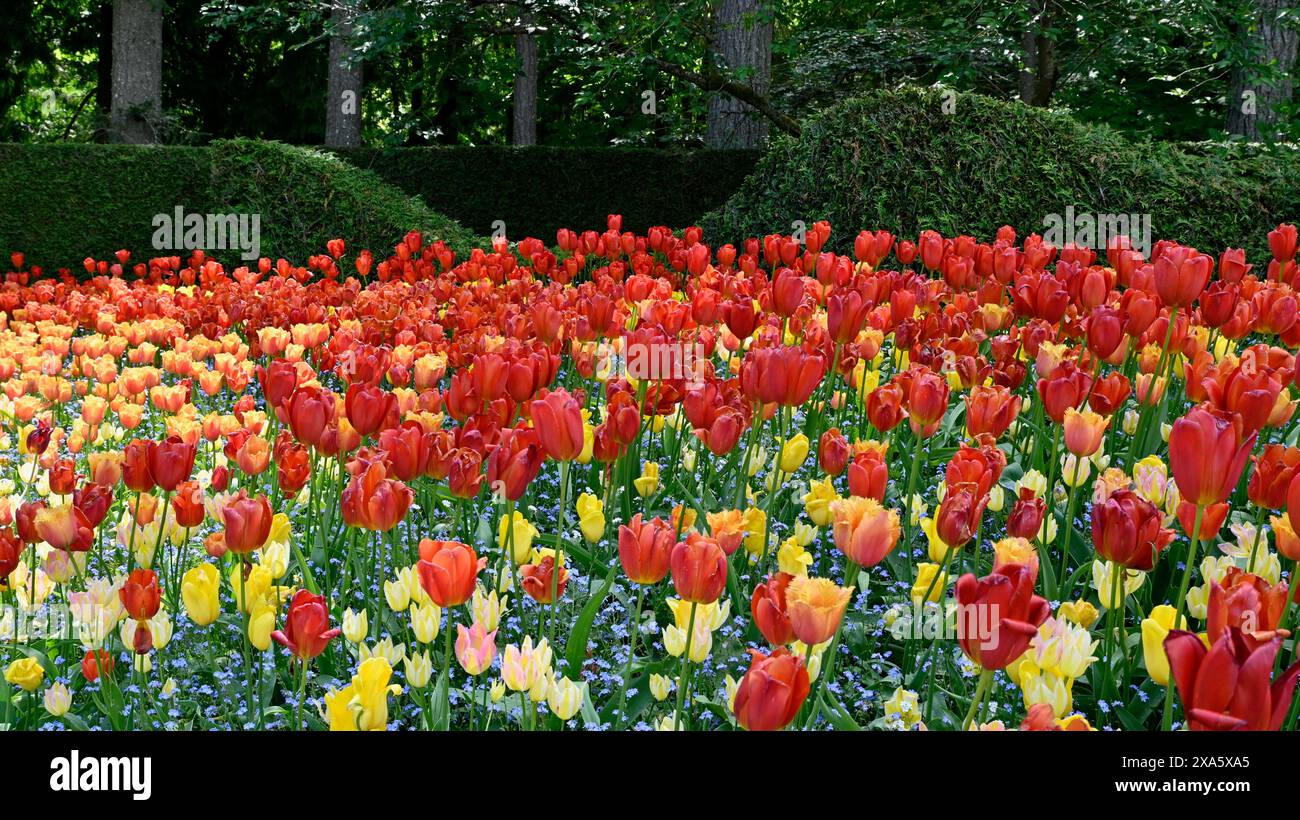 Spring flowering bulbs and plants, colourful tulips in mass plantings in gorgeous flowers ...