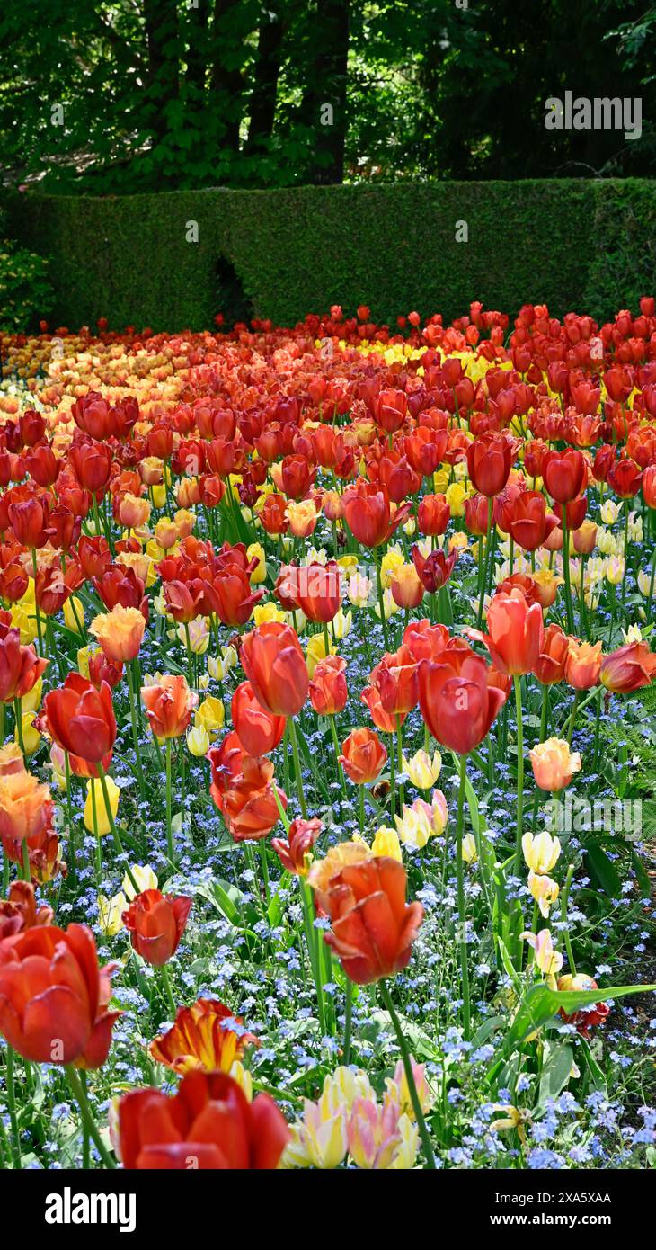 Spring flowering bulbs and plants, colourful tulips in mass plantings in gorgeous flowers ...