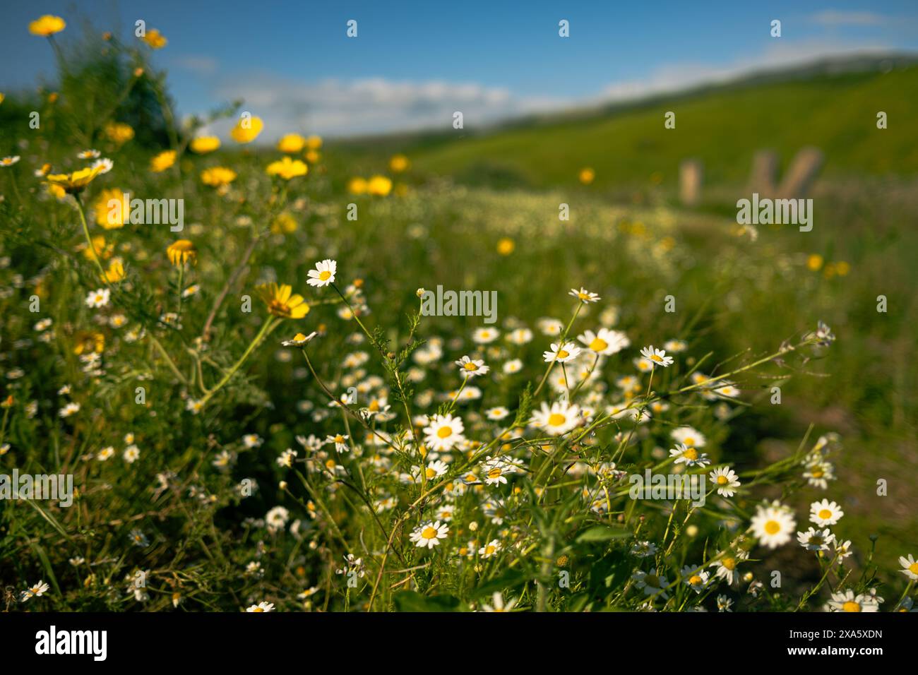 A field of blooming chamomile flowers growing on the shores of the ...