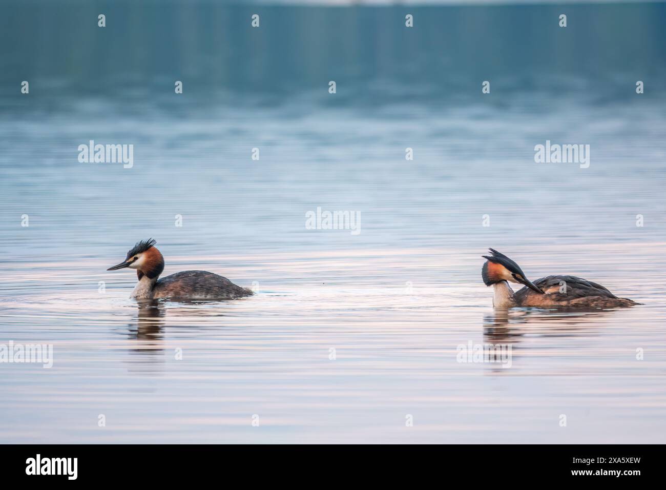 Two Great Crested Grebes swim in the lake. The great crested grebe ...