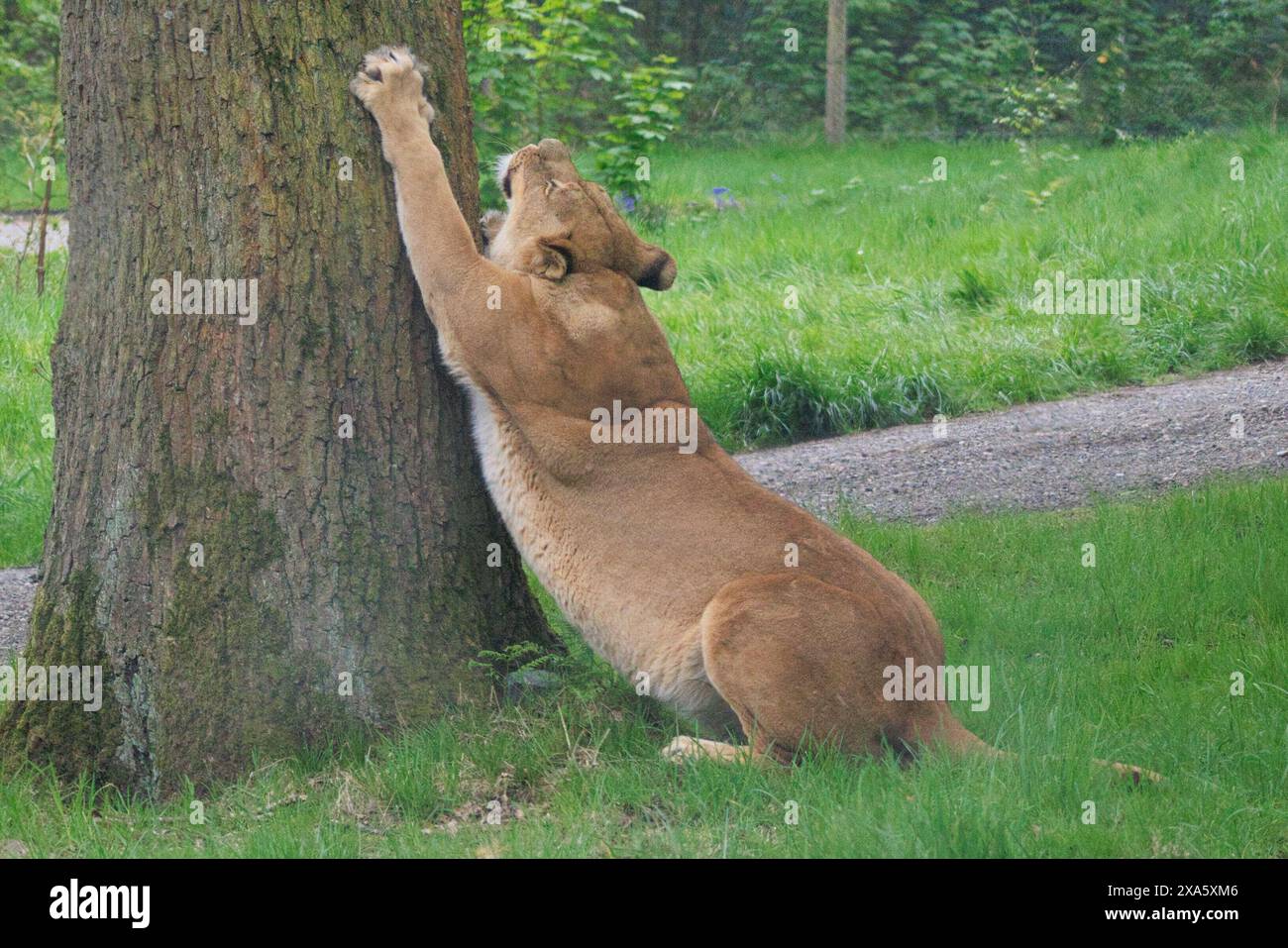 A lion standing upright, leaning on a tree Stock Photo - Alamy