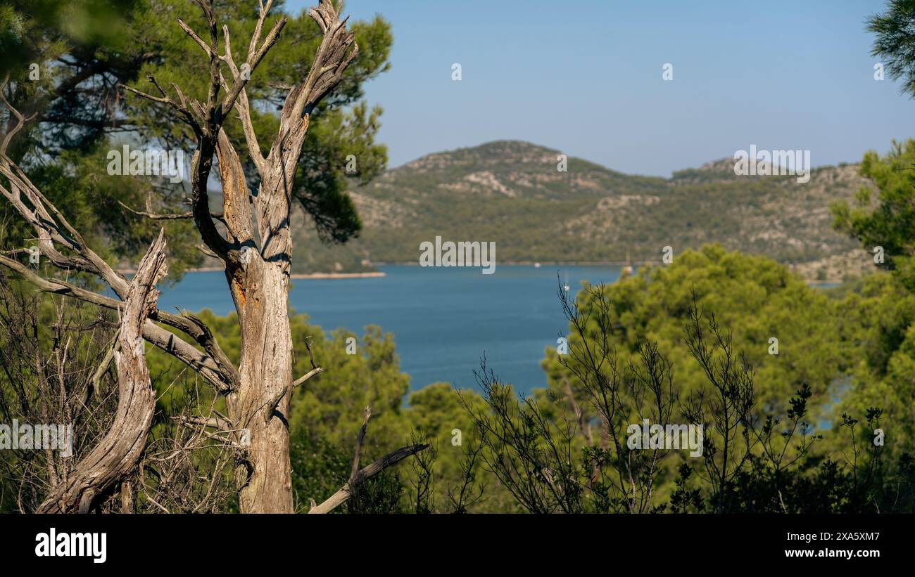 Green summer forest in sunlight on shore of Lake Mir in Telascica ...