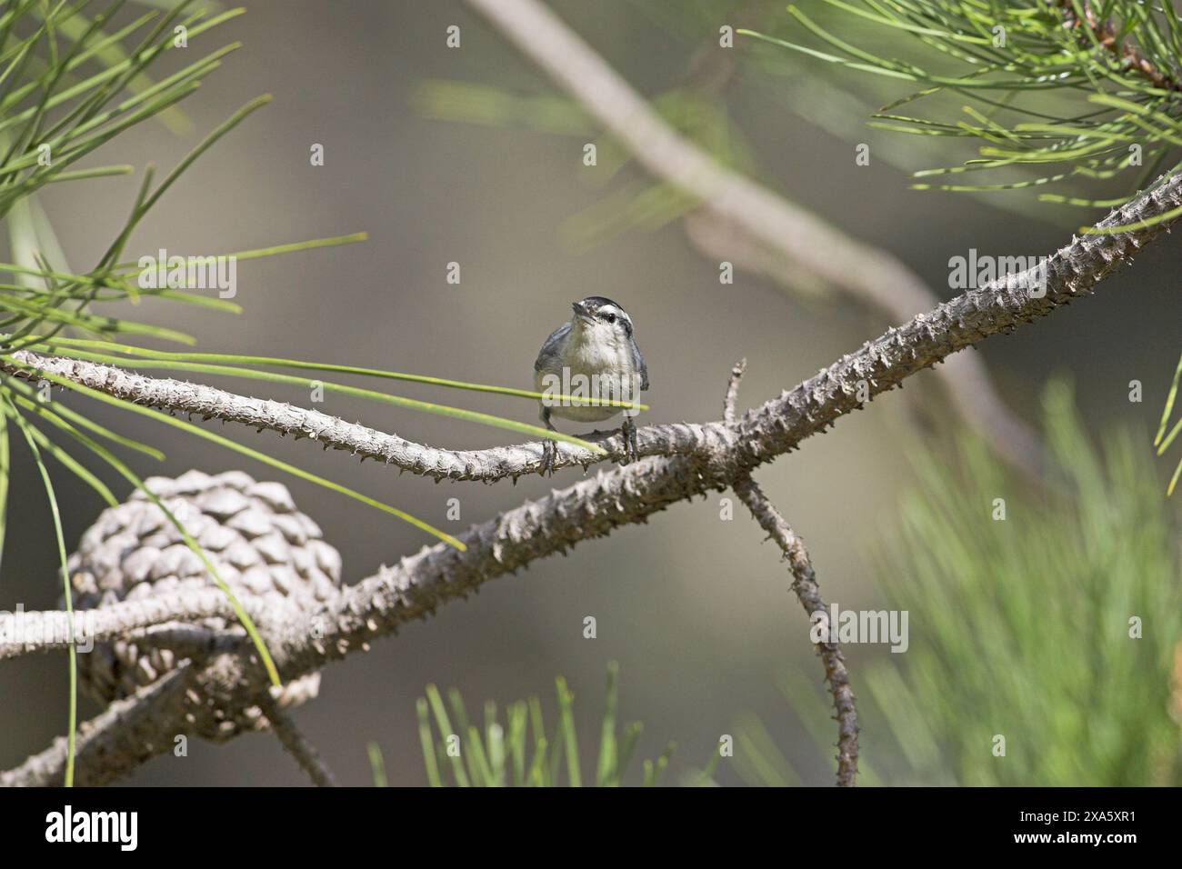 La sittelle corse hi-res stock photography and images - Alamy