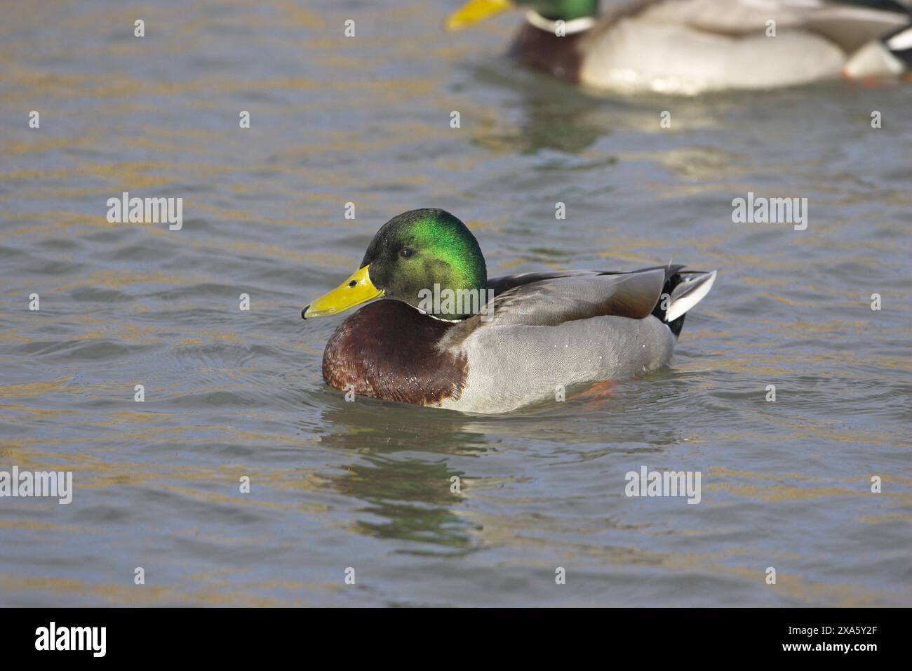 Mallard Anas platyrhynchos male Radipole Lake RSPB reserve Weymouth ...
