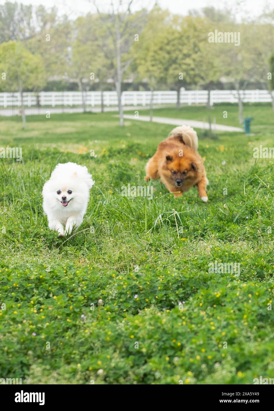 Two dogs running playfully hi-res stock photography and images - Alamy