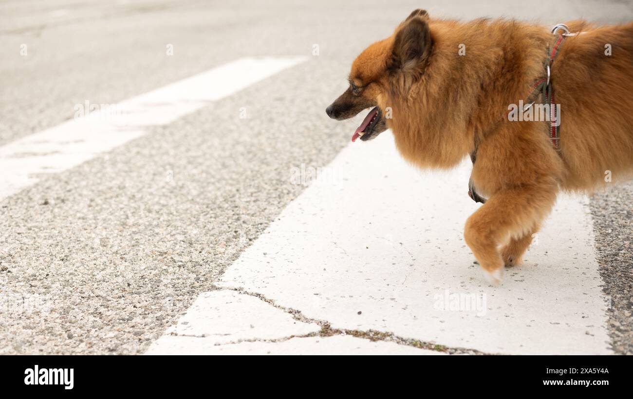 Strolling dog hi-res stock photography and images - Alamy
