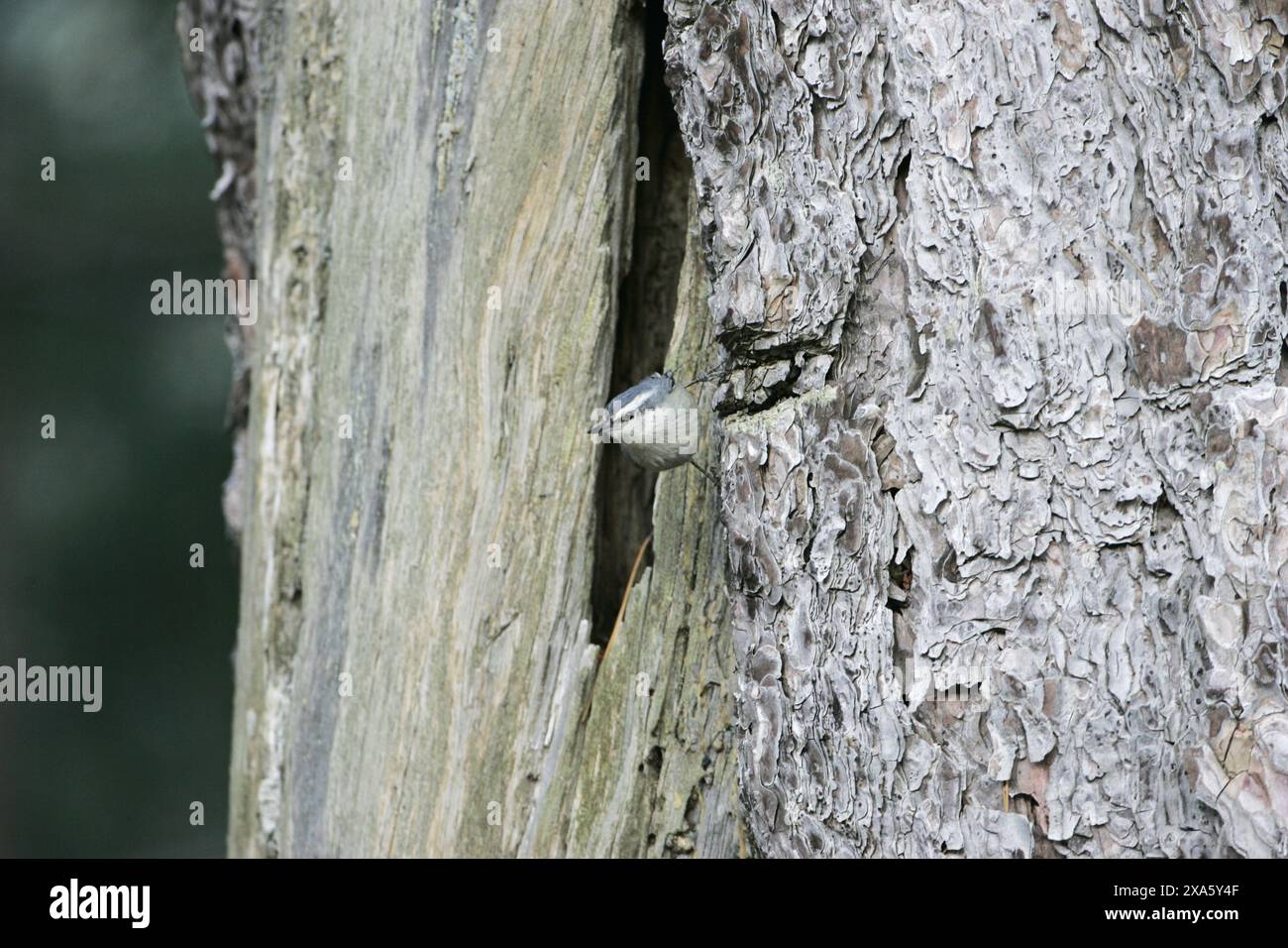 Corsican nuthatch pine hi-res stock photography and images - Alamy