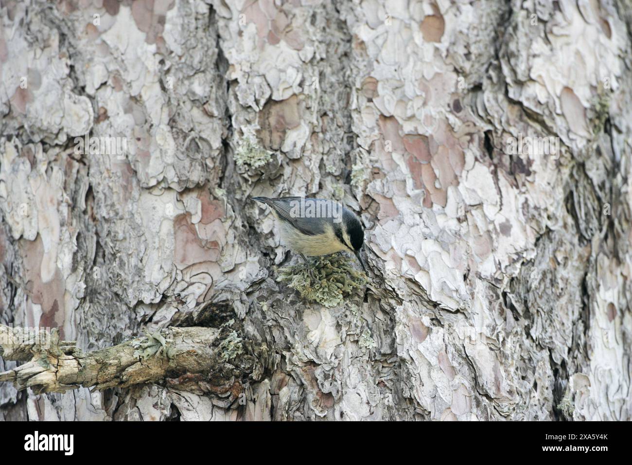 Corsican nuthatch pine hi-res stock photography and images - Alamy