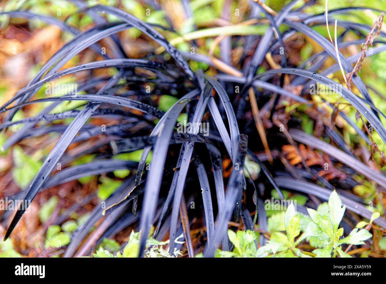 Plant leaves - Ophiopogon planiscapus Nigrescens, Black Mondo Grass ...