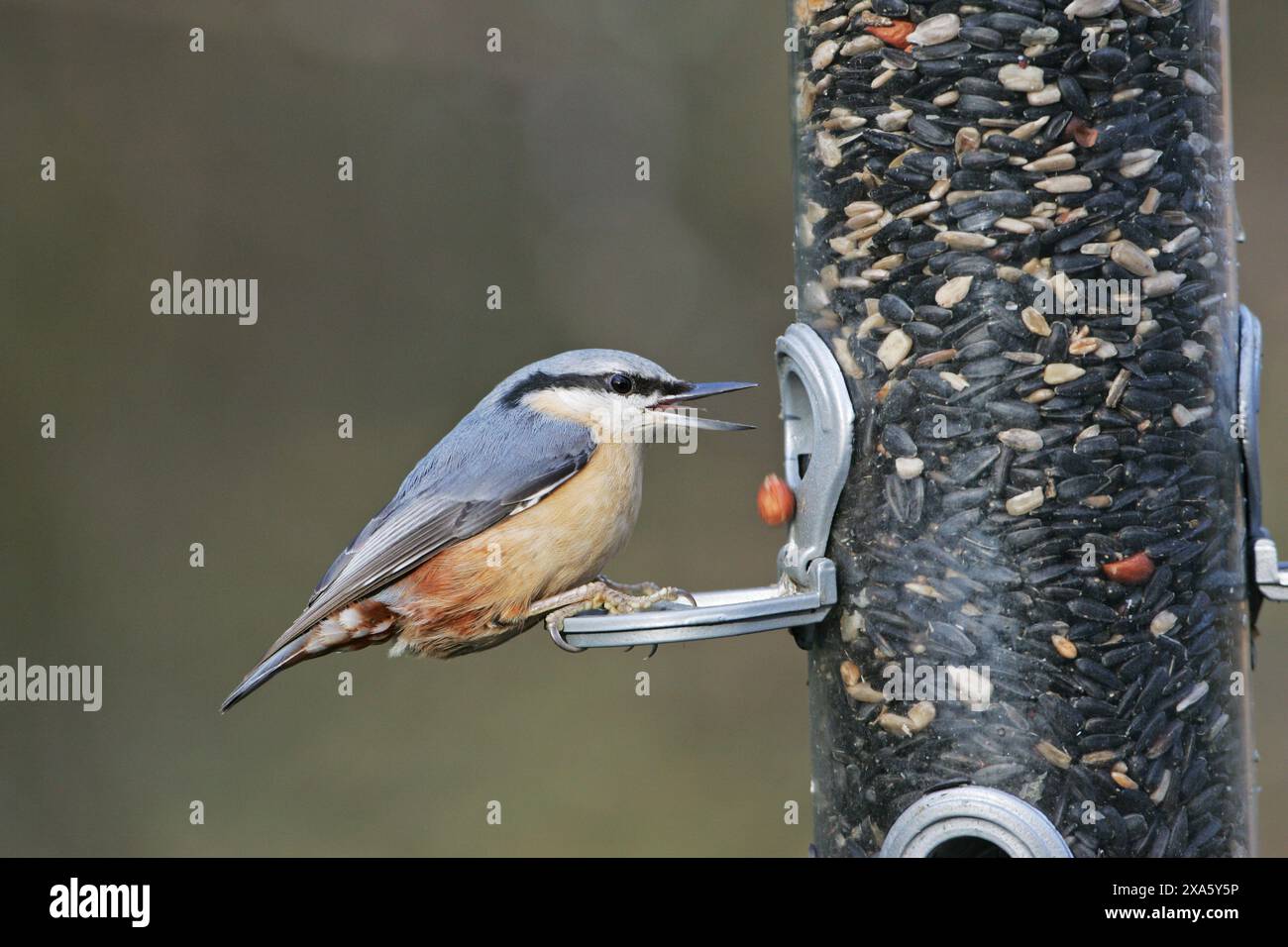 Eurasian nuthatch Sitta europaea at bird feeder dropping peanut Stock ...