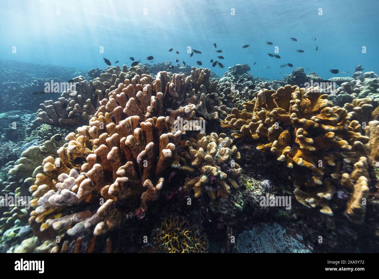 A scenic view of coral reefs at the bottom of the sea Stock Photo - Alamy