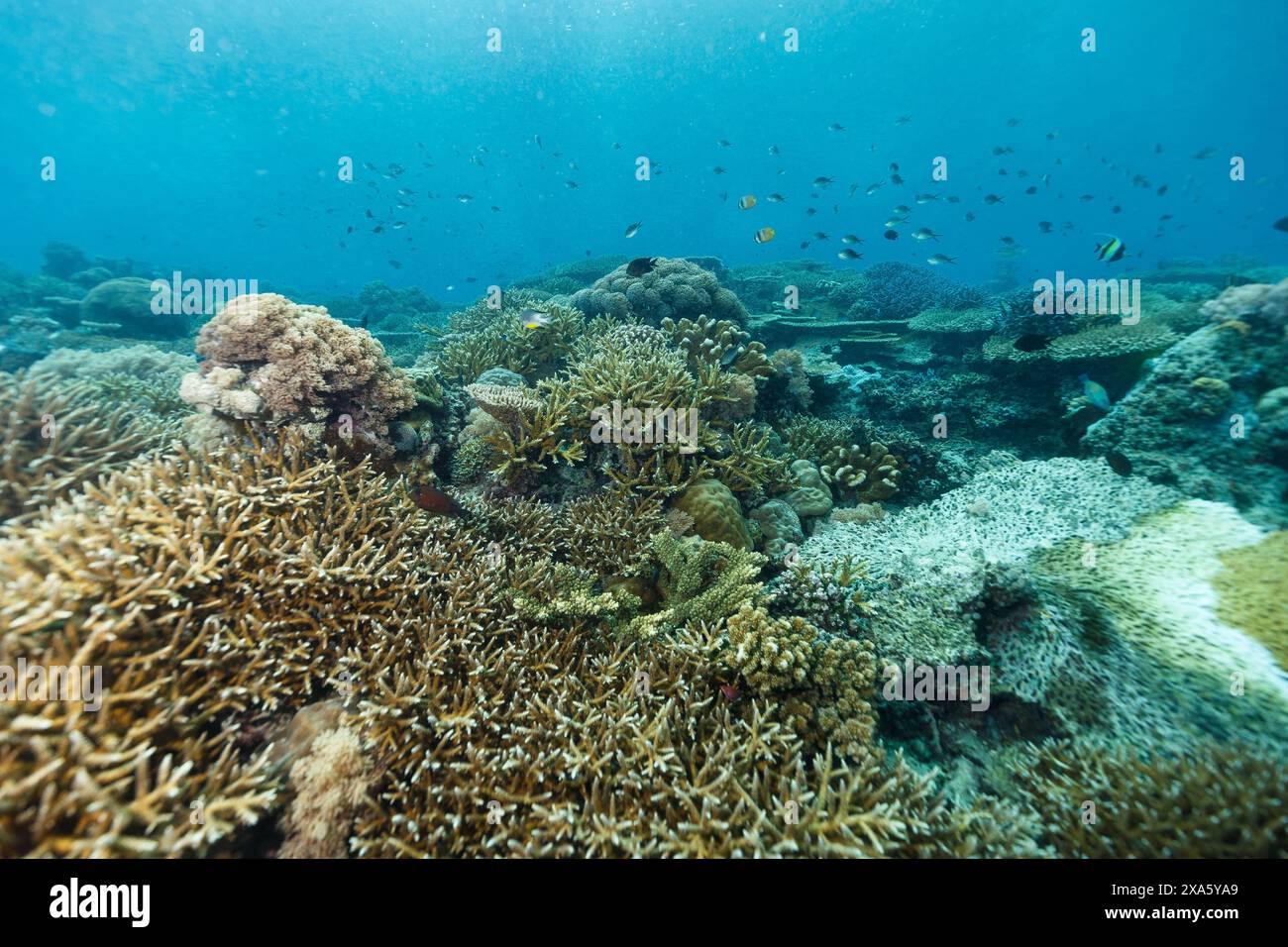 Diverse flora fauna coral reefs hi-res stock photography and images - Alamy